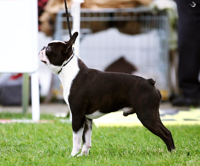 Boston Terrier :: Moravia Box FCI Boston terrier & Boxer